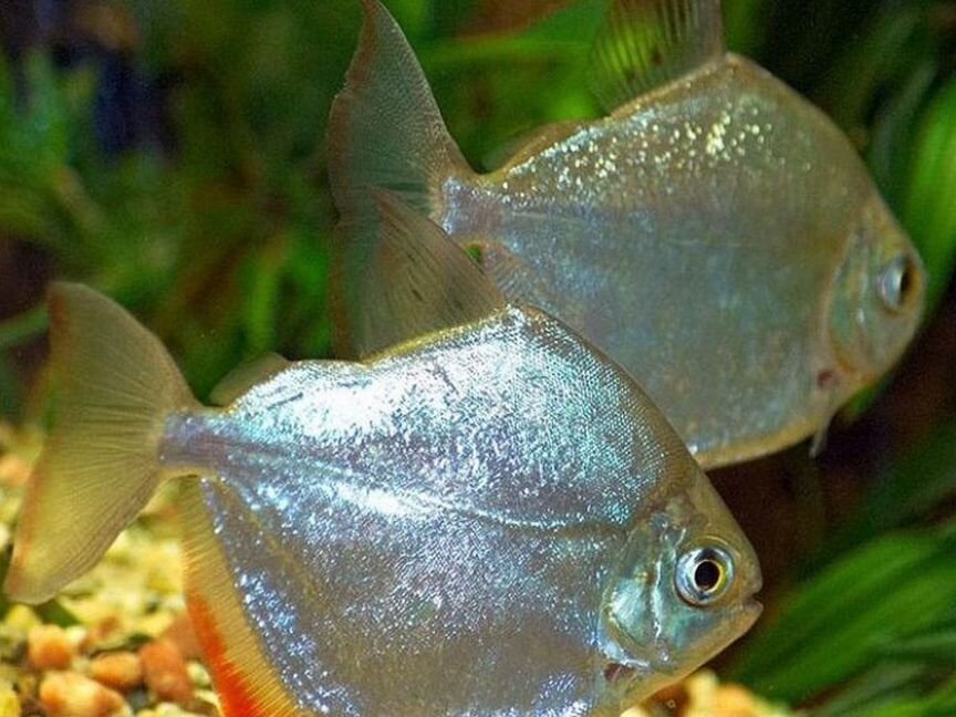 Метиннис обыкновенный аквариумные рыбки