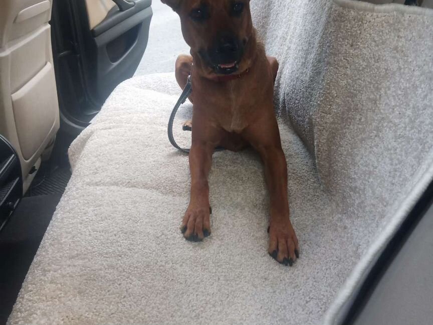 Накидка для собак на сидение автомобиля