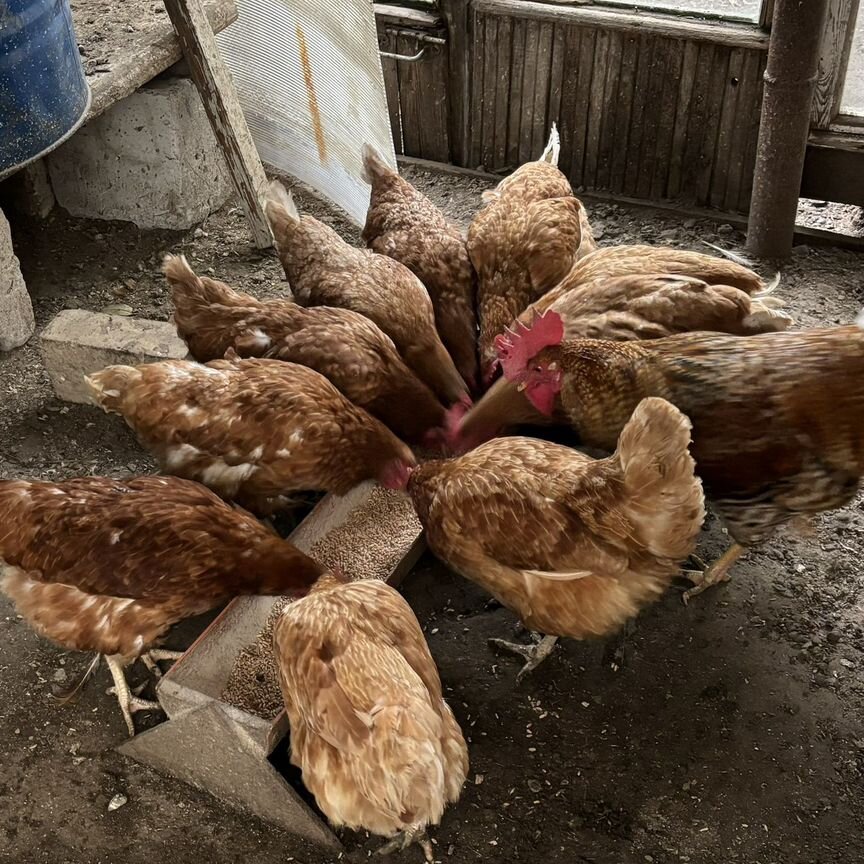 Куры несушки продам