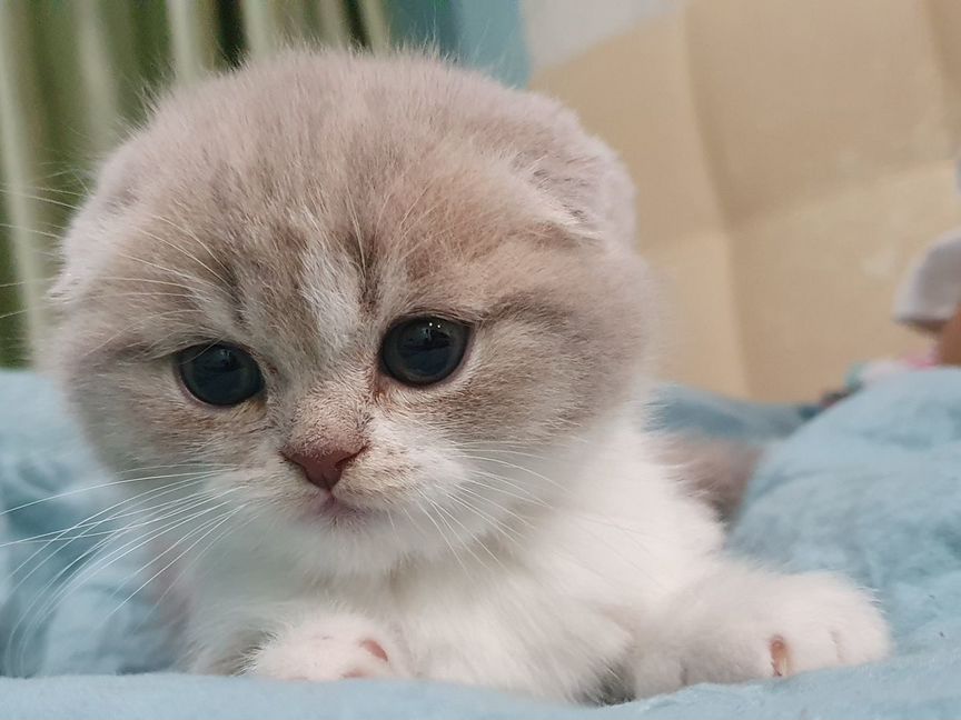 Шотландские вислоухие котята триколор