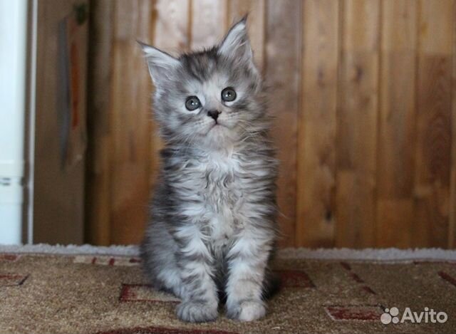 Кошечки и котики из питомника от Чемпионов