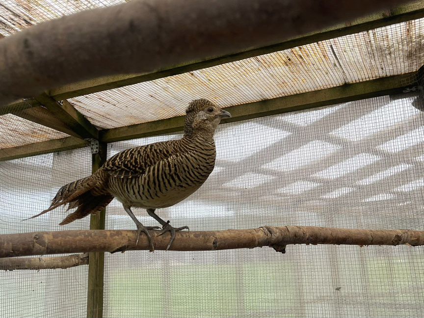 Фазан алмазный самка взрослая 3,5 г девочка птица