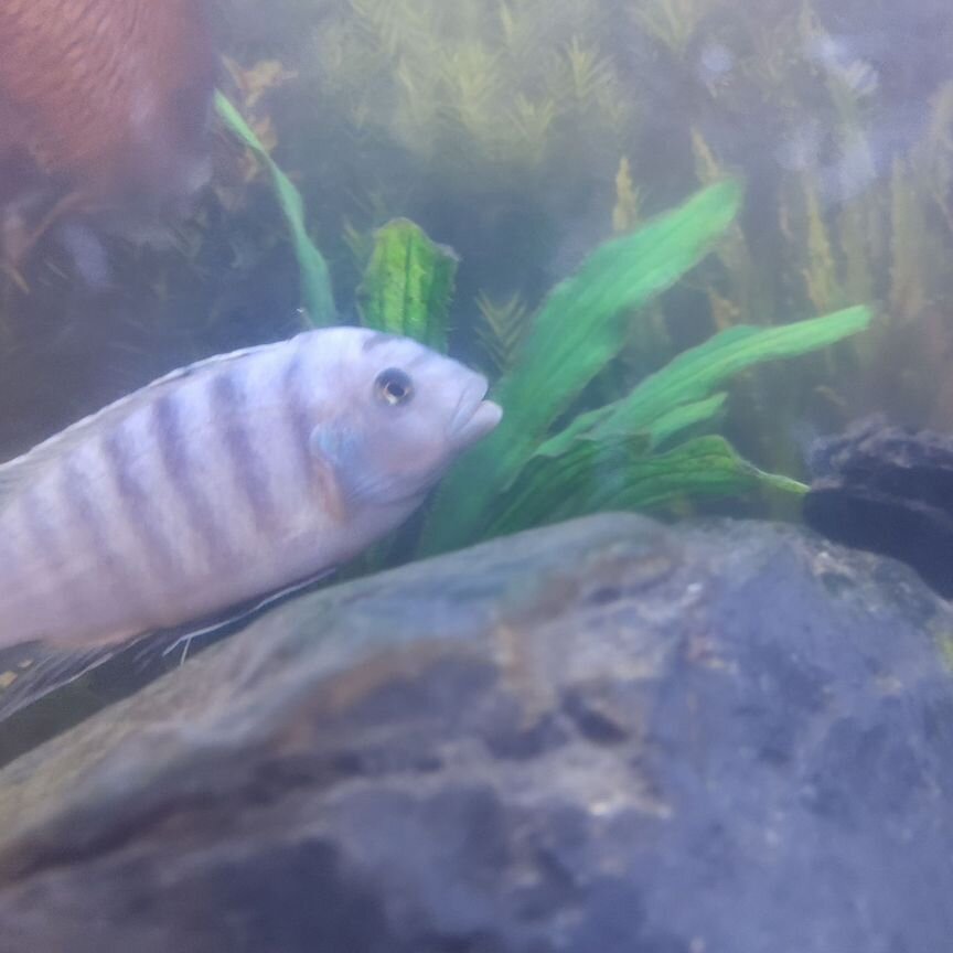 Мальки пиндани