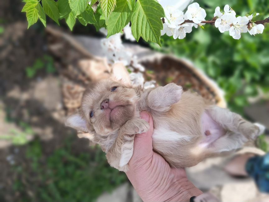 Щенки чихуахуа длинношерстные мини