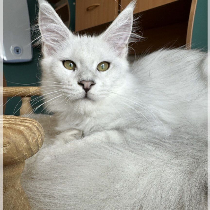 Кошечка мейн-кун редкого окраса ns11