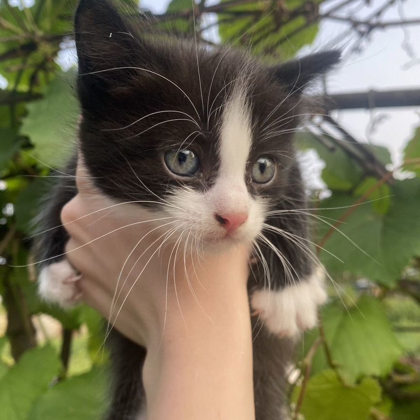 Котята в добрые руки бесплатно