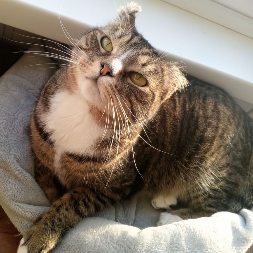 Европейская короткошёрстная, взрослая кошка