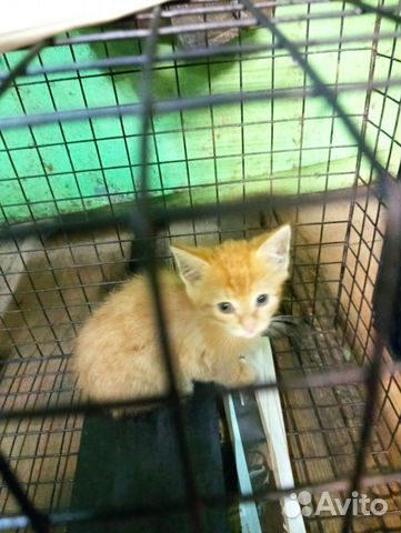 Котенок