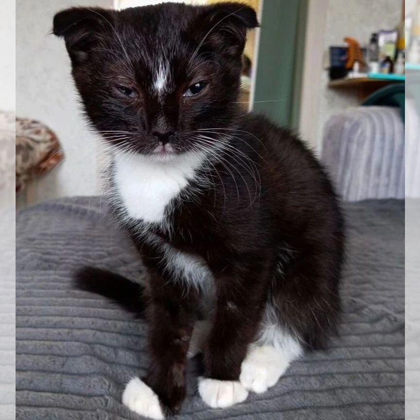 Котёнок в добрые руки