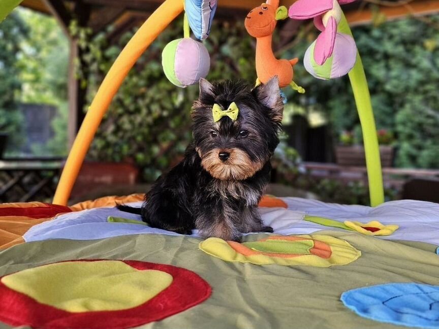 Йоркширский терьер щенки мини