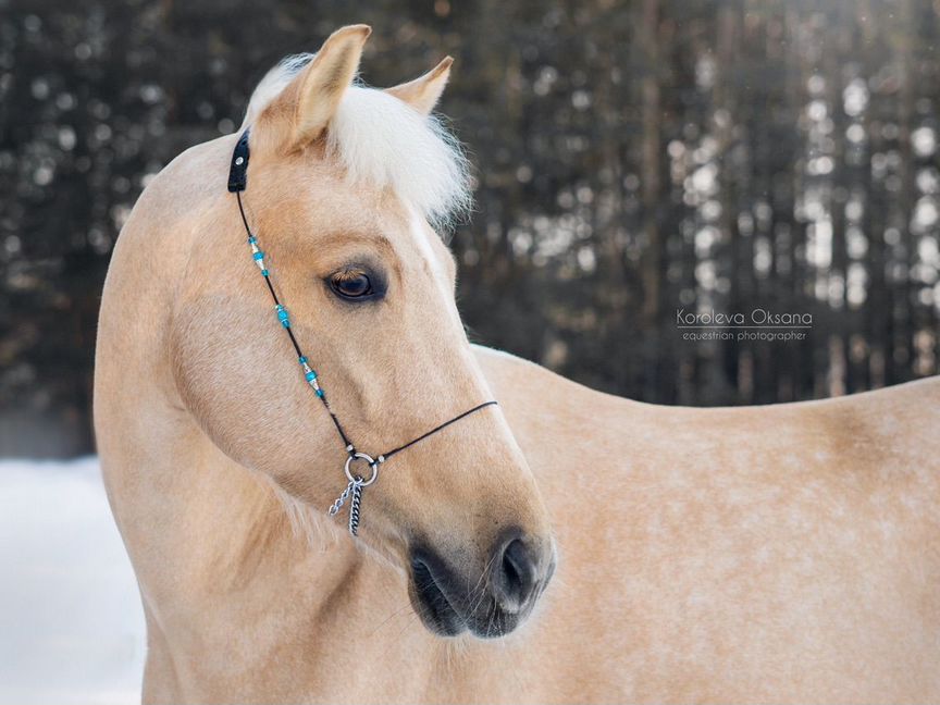 Выводной недоуздок