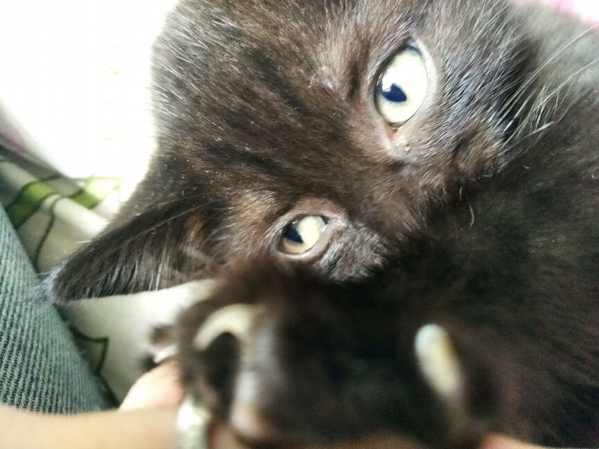 Британские котята