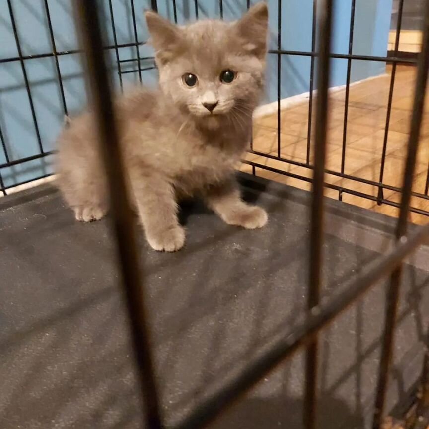 Котёнок в добрые руки