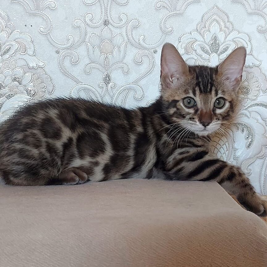 Бенгалькие котята с родословной