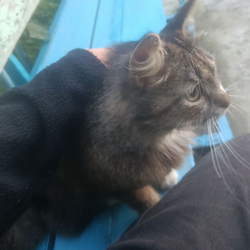 Сибирская, взрослая кошка