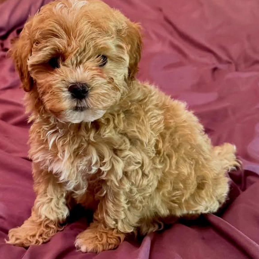 Мальтипу, щенок