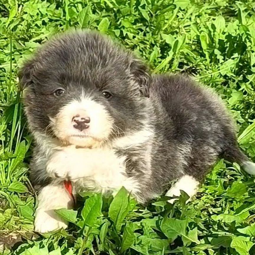 Бордер-колли, щенок