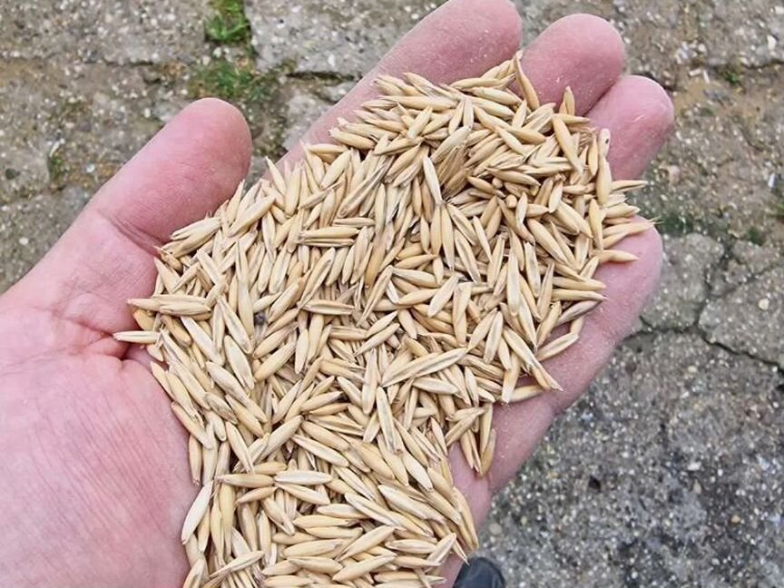 Кормовая кукуруза, Семечко на корм