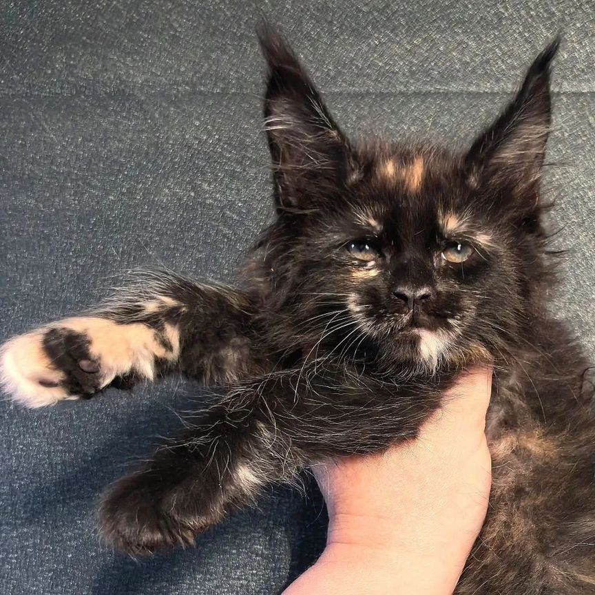 Мейн-кун котёнок