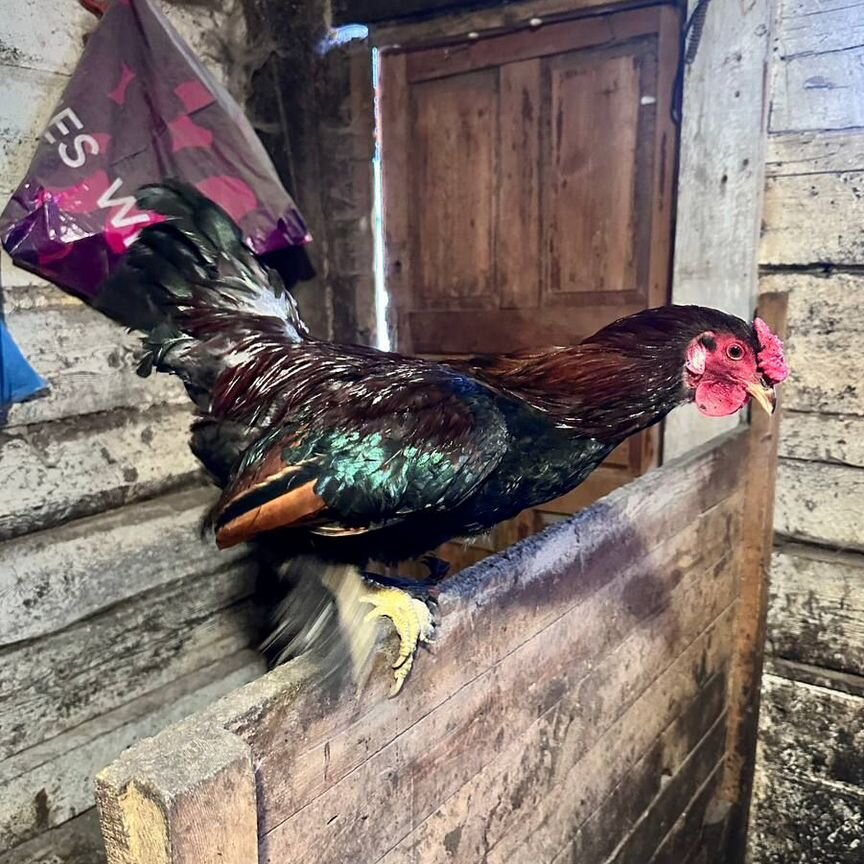 Петухи продам