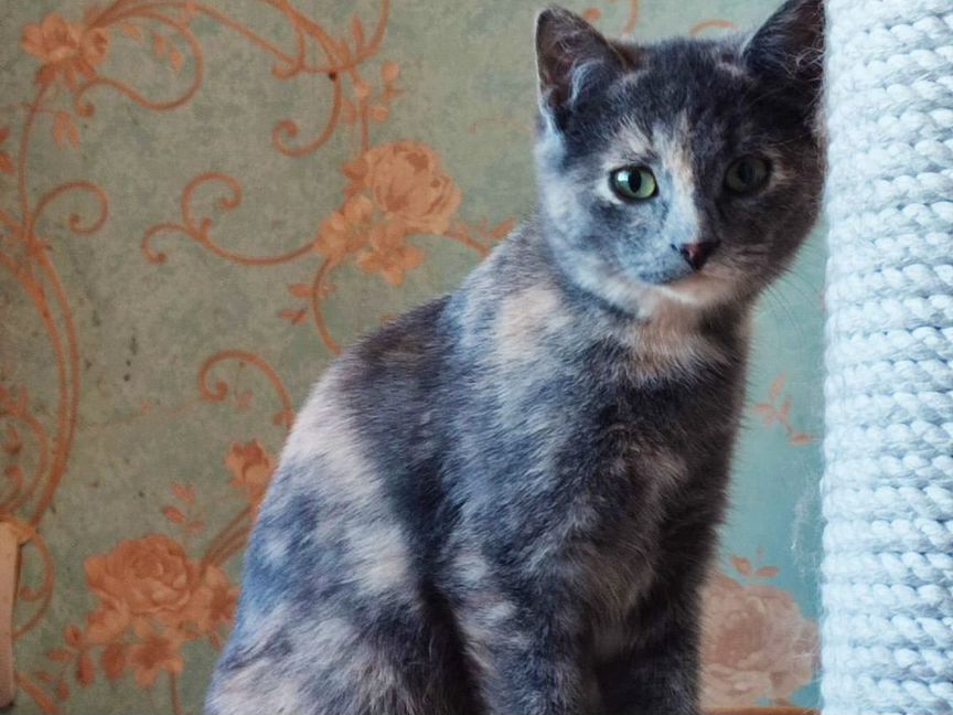 Котенок в добрые руки трехцветная кошечка