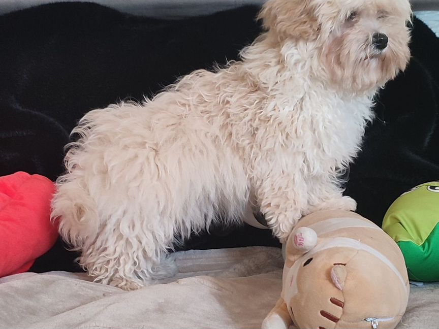 Метис болонки