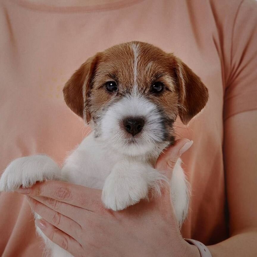 Щенки джек рассел терьер брокен