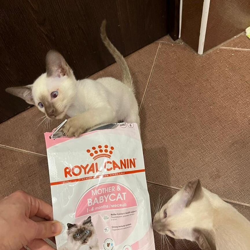 Ориентальная малышня