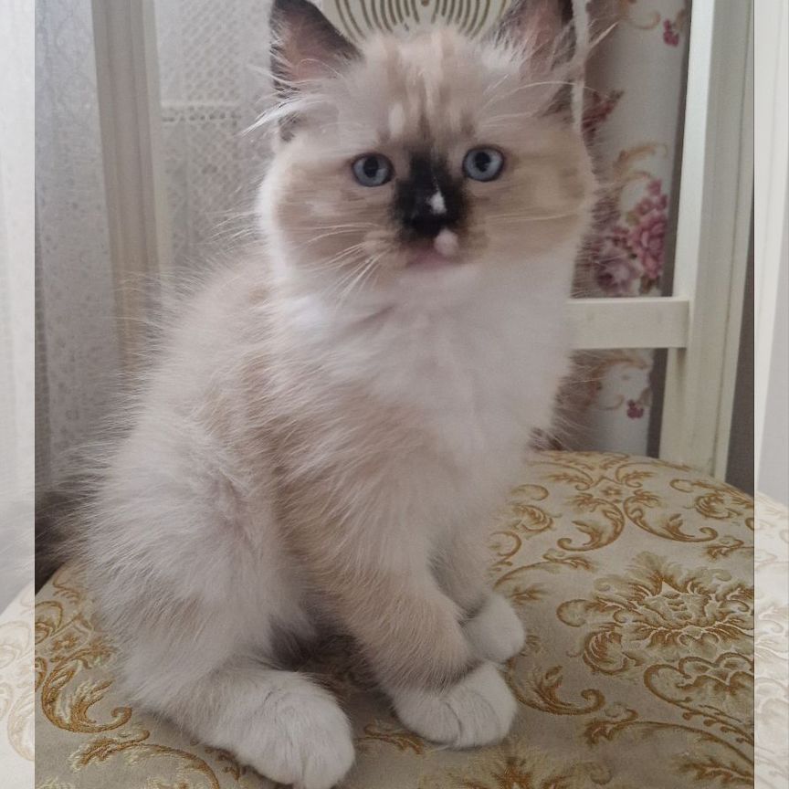 Рэгдолл котёнок