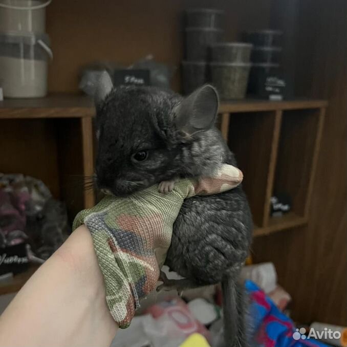 Шиншилленок эбони питомник шиншилл