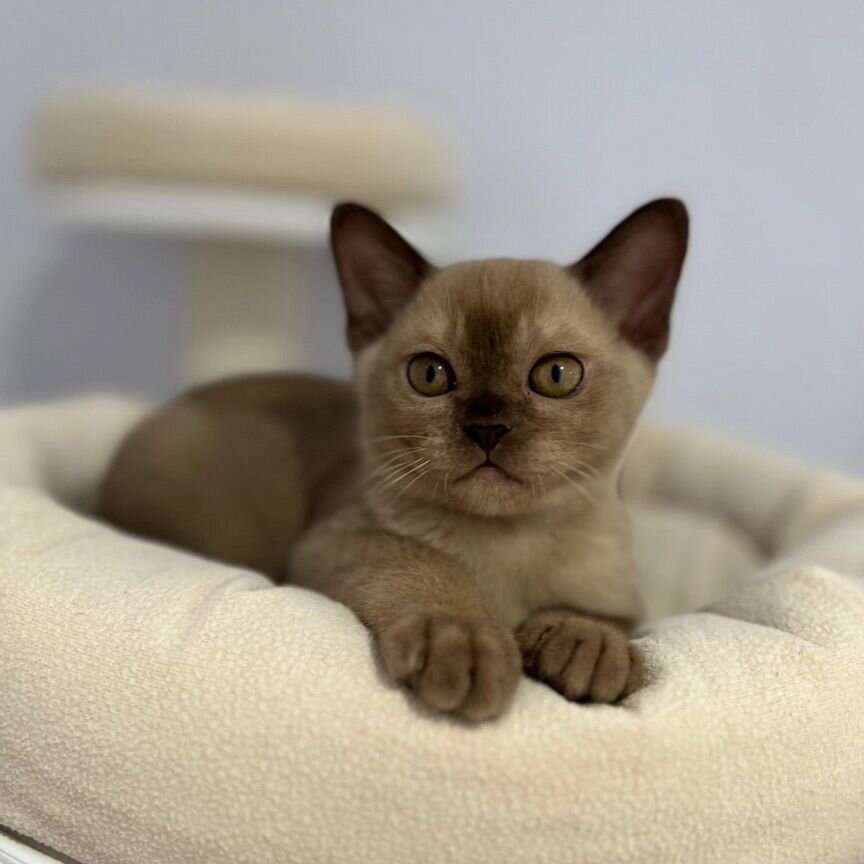 Котята Европейской Бурмы