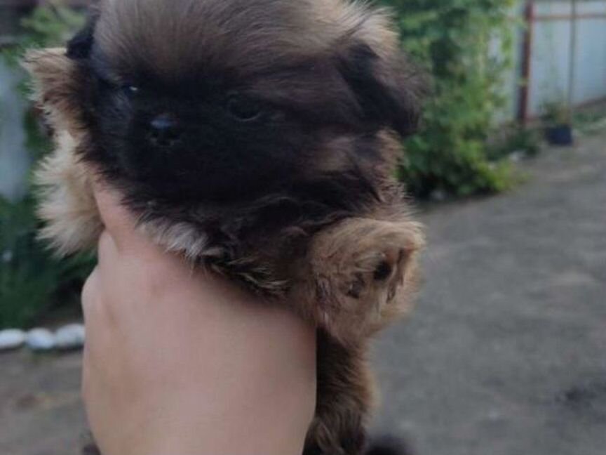 Собака