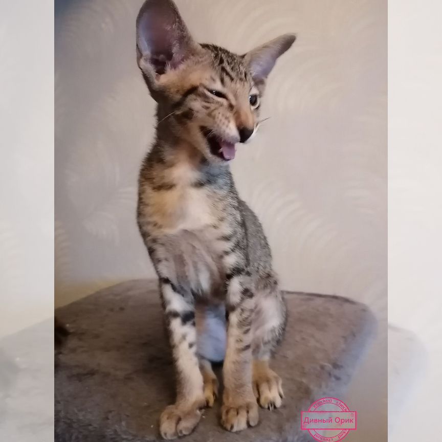 Ориентальные котята