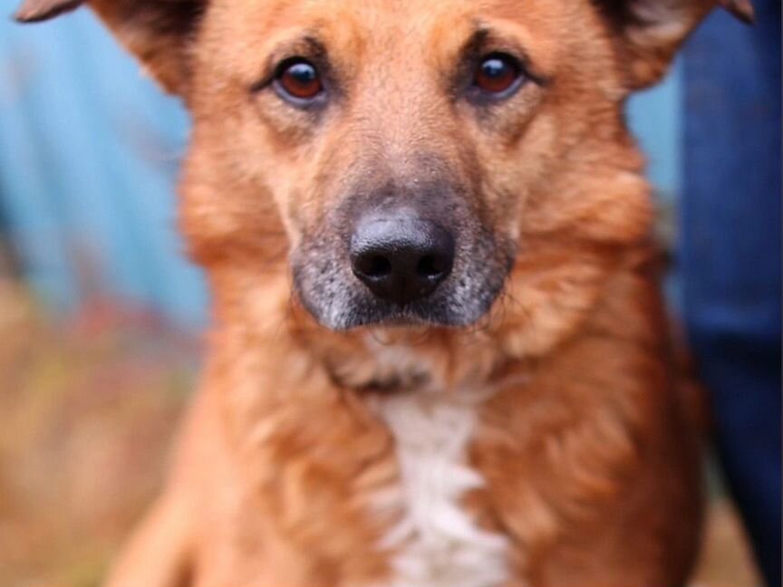 Пес ищет дом