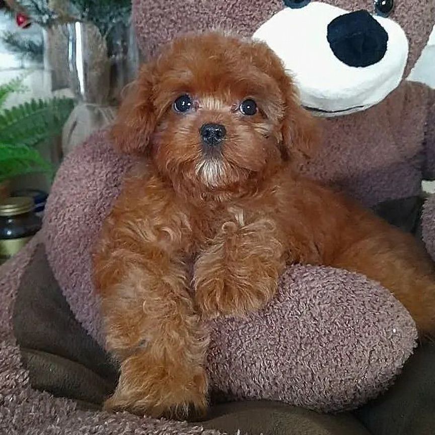 Мальтипу, щенок