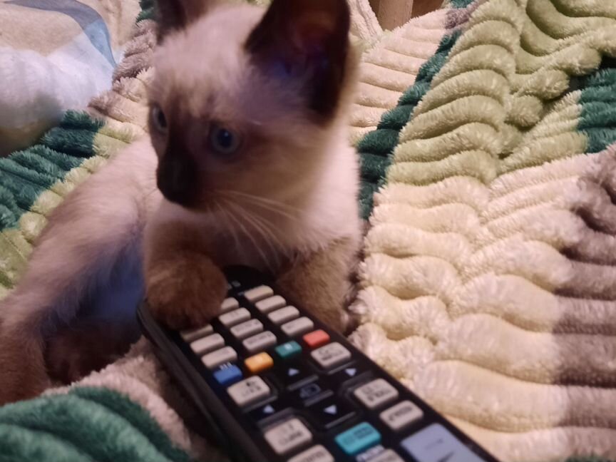 Котята