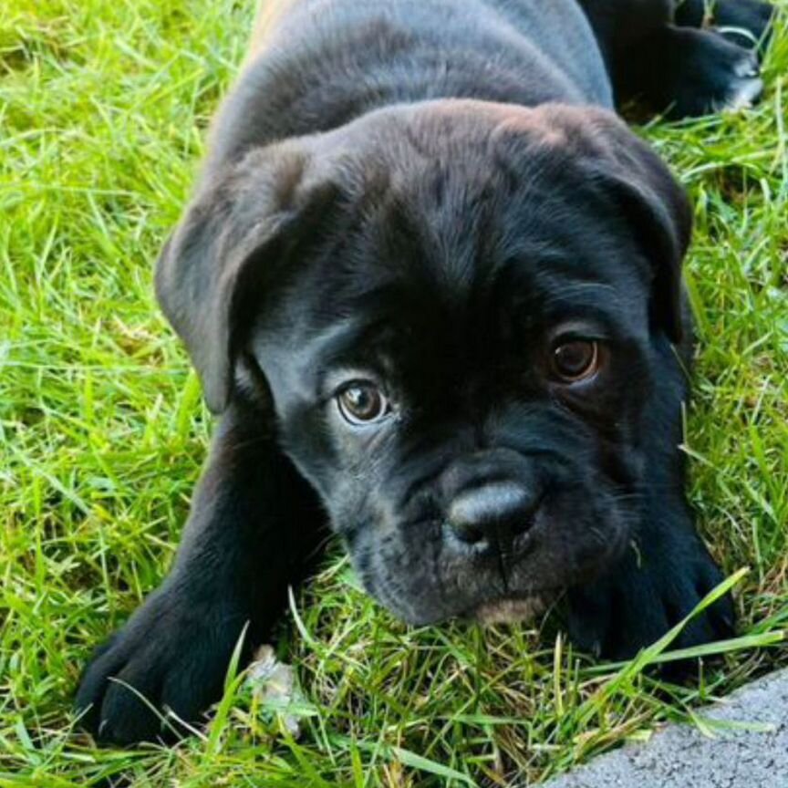 Кане-корсо, щенок