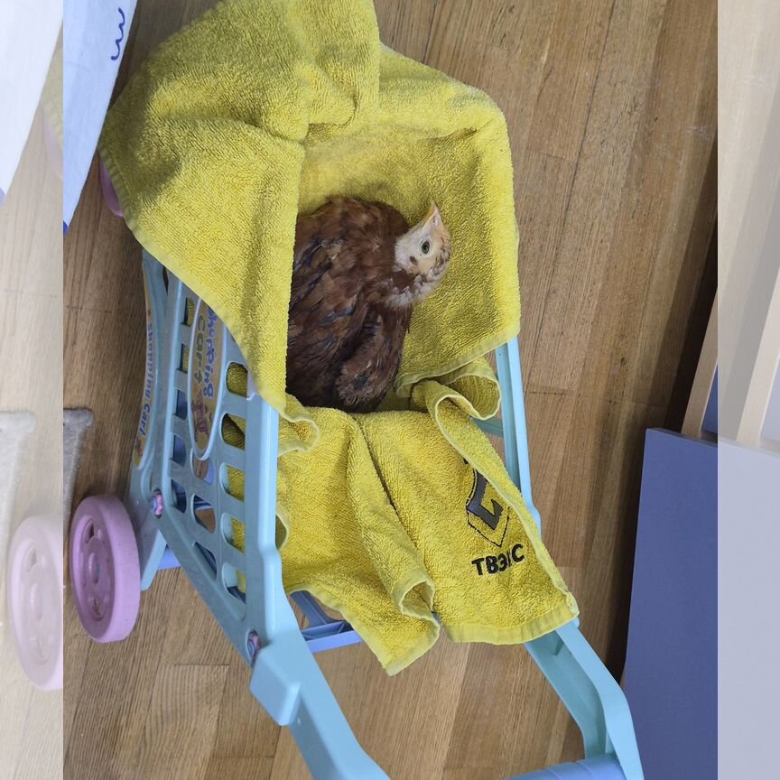 Курица домашняя