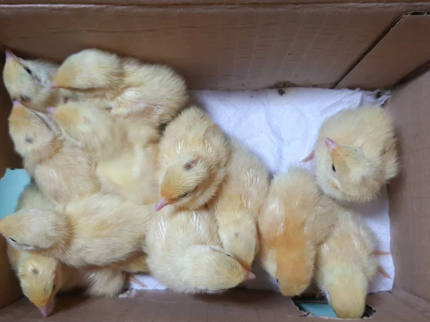 Перепела породы Техас 7 дней