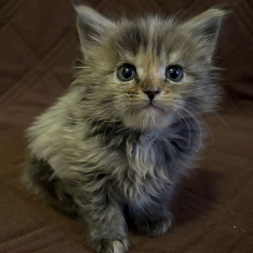 Мейн-кун котёнок