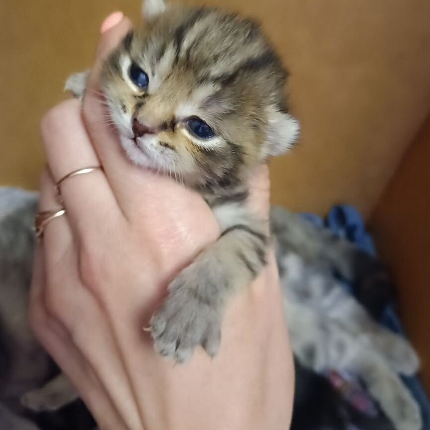 Шотландский вислоухий короткошёрстный котёнок