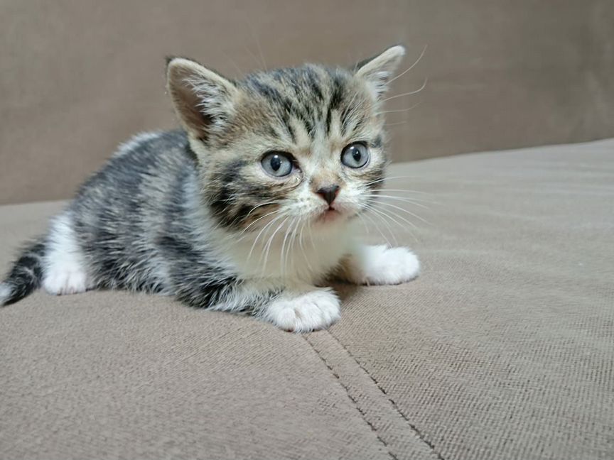 Милые шотландские котята (скоттиш страйк)