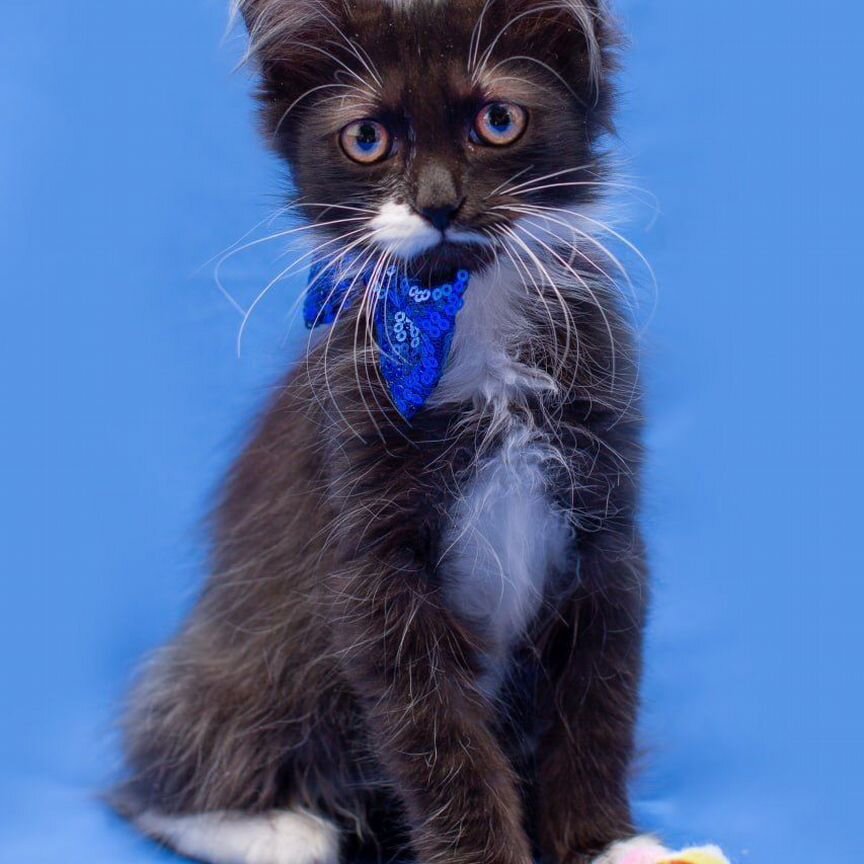 Милый черно-белый котенок 3 месяца в добрые руки