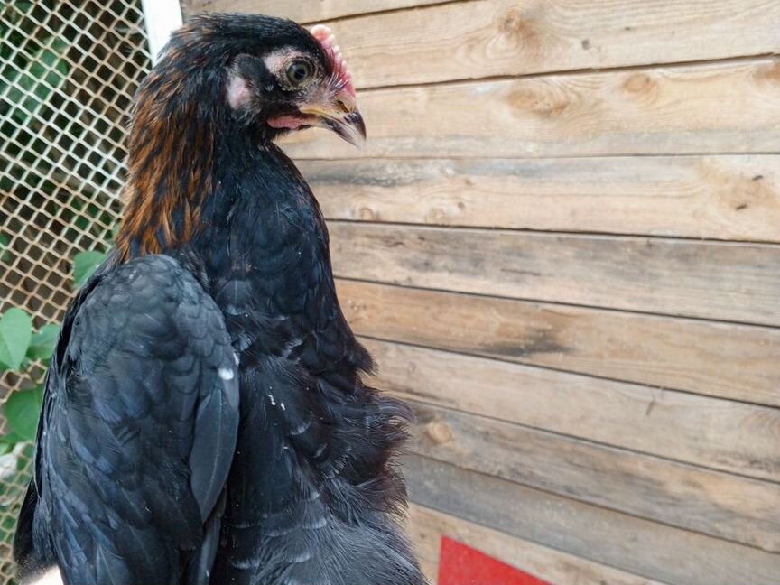 Петушки маран чм, ухейилюй, лакеданзи, помесный