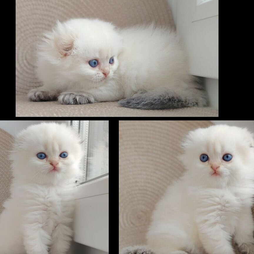Шотландский вислоухий длинношёрстный котёнок