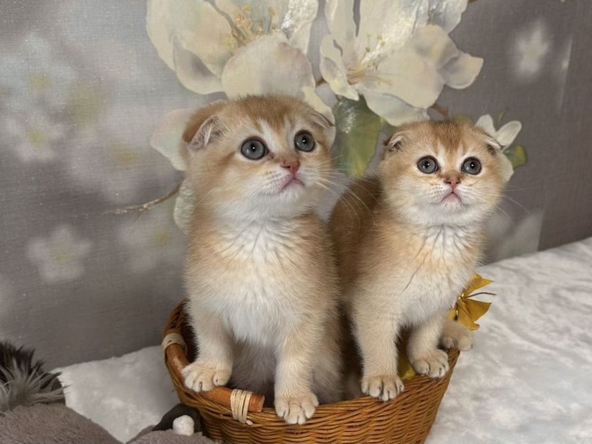 Шотландские котята