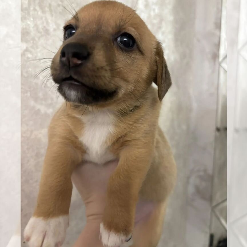 Щенок в добрые руки