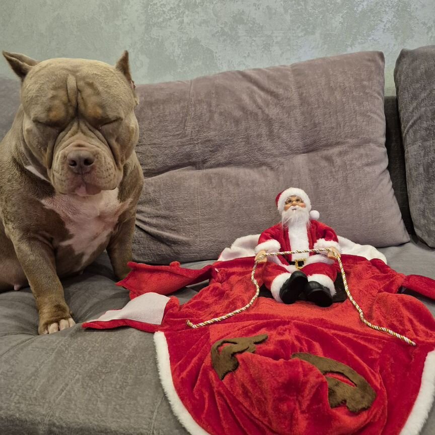 Костюм для собак