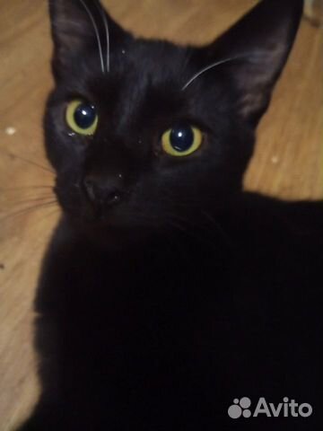 Котята ищут дом