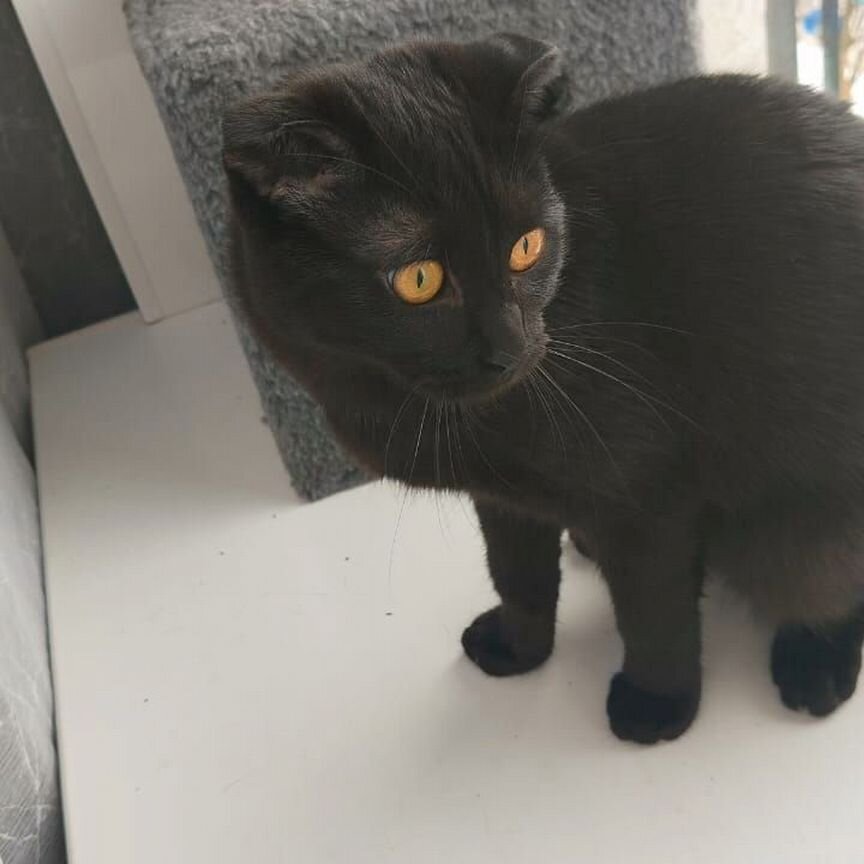 Отдам в добрые руки